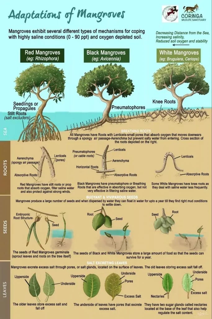 An Overview of the Threats to Mangrove Forests